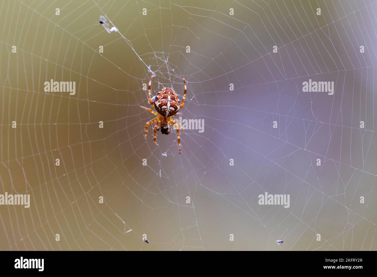 European garden spider (Araneus diadematus), Germany, Europe Stock ...