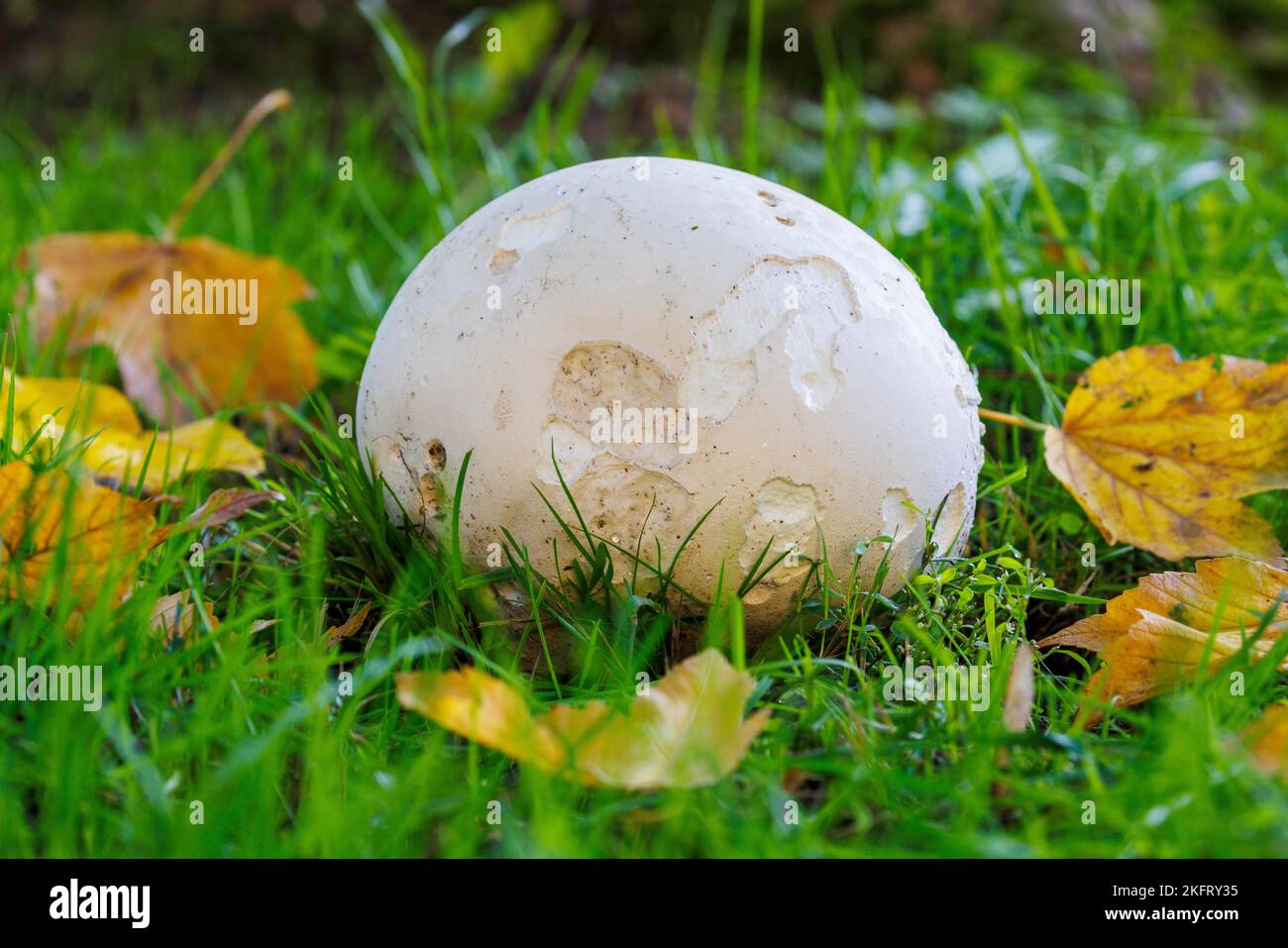 Giant puffball (Calvatia gigantea), Germany, Europe Stock Photo - Alamy