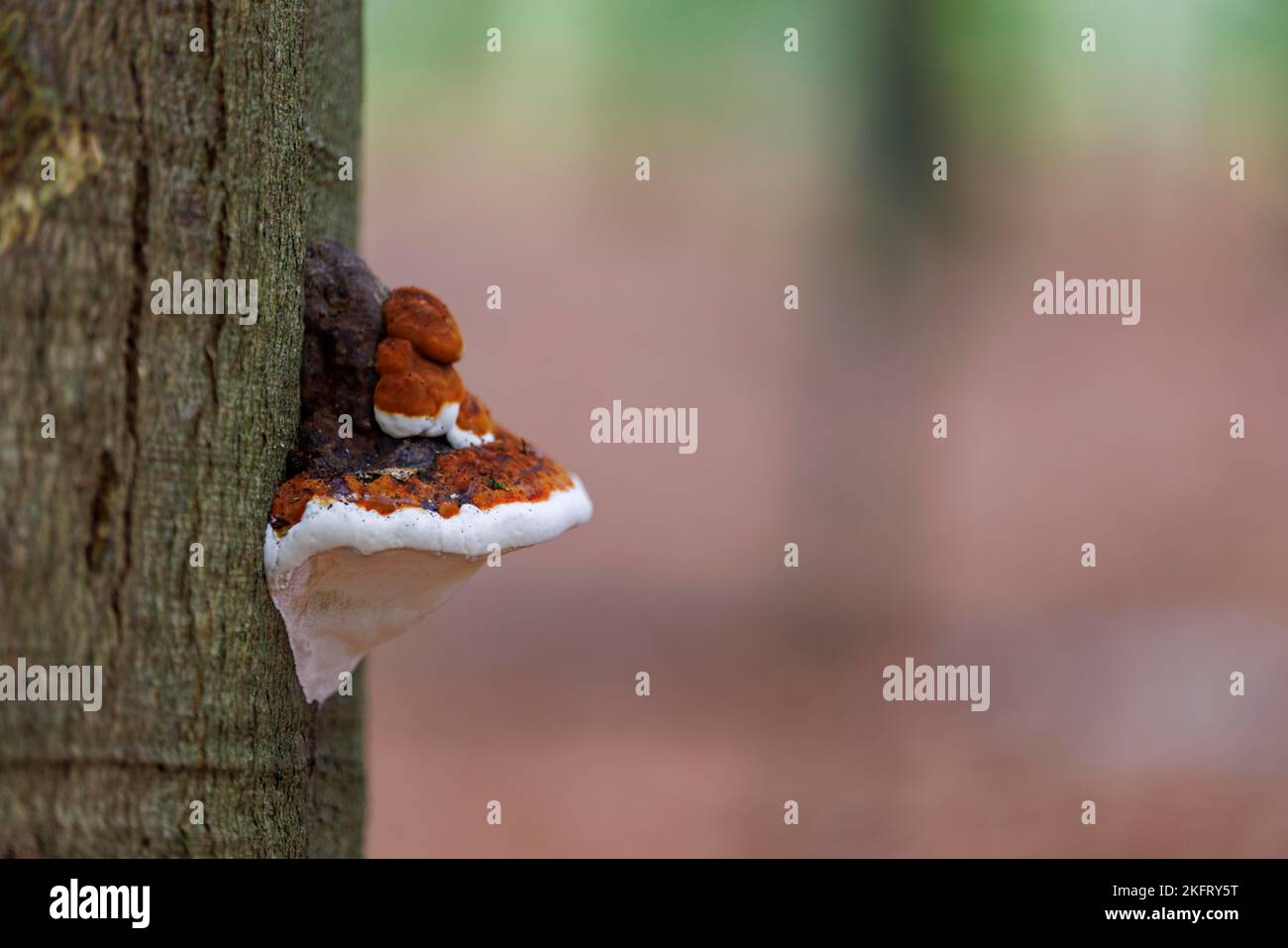 Dry rot tree hi-res stock photography and images - Alamy