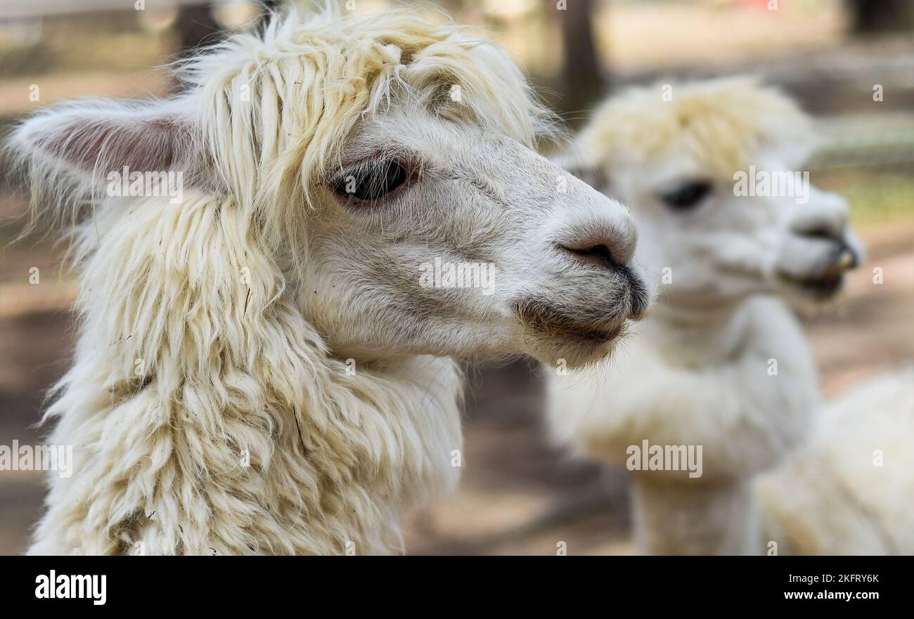 Beautiful funny brown lama hi-res stock photography and images - Alamy