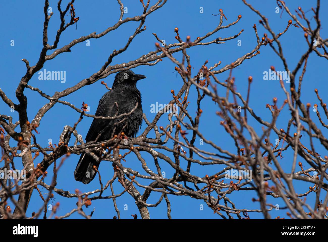Raven tree hi-res stock photography and images - Alamy