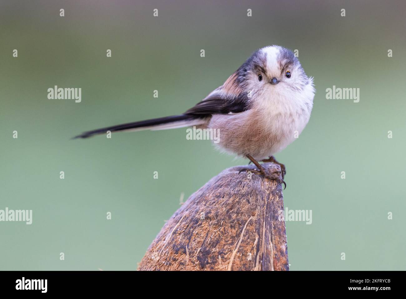 Long-tailed tit [ Aegithalos caudatus ] perched on seed and fat filled ...