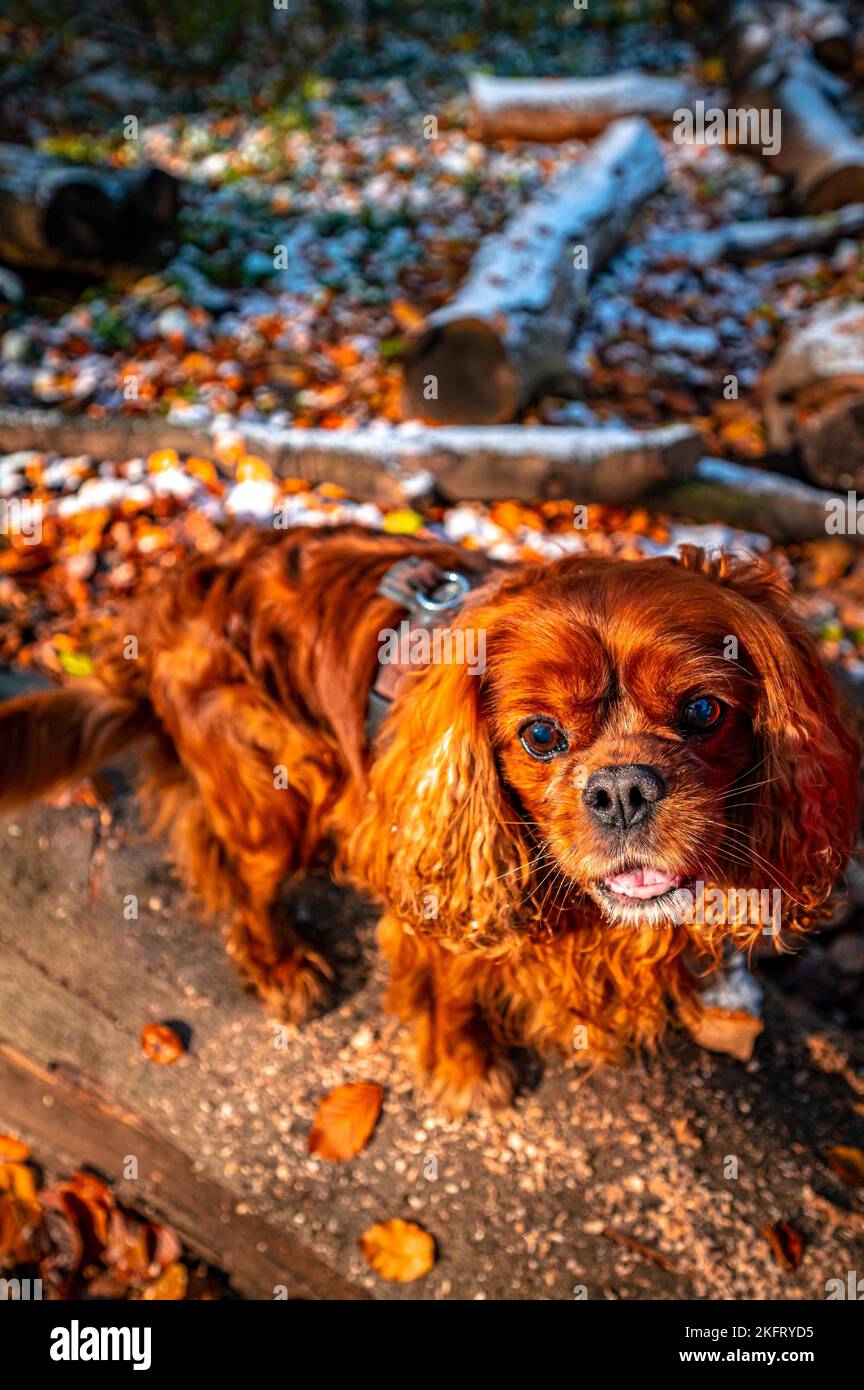 A dog (Canis lupus familiaris) of the dog breed Cavalier King Charles ...