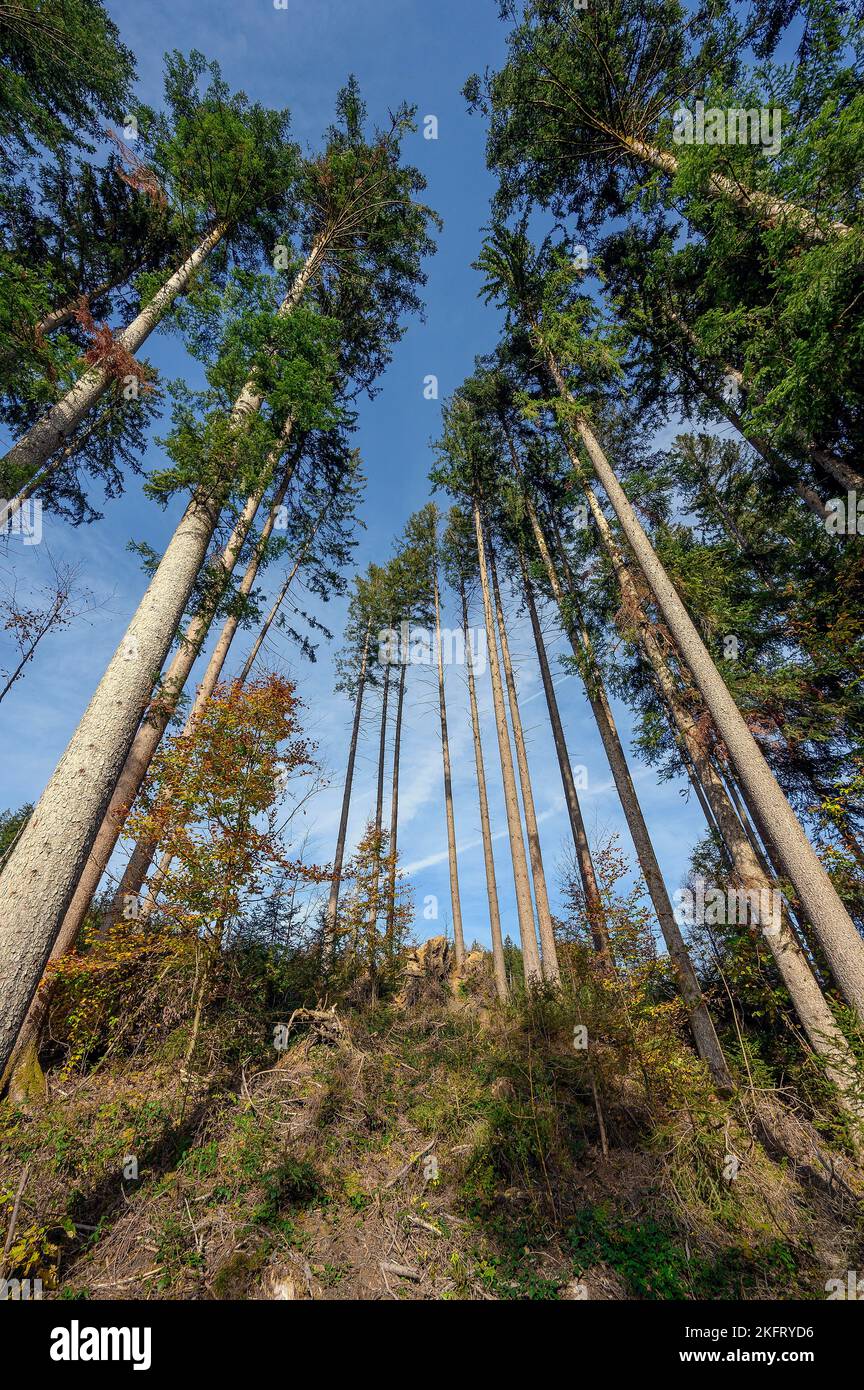 Commercial forest, pole forest, spruce (Picea), near Kempten, Allgäu ...
