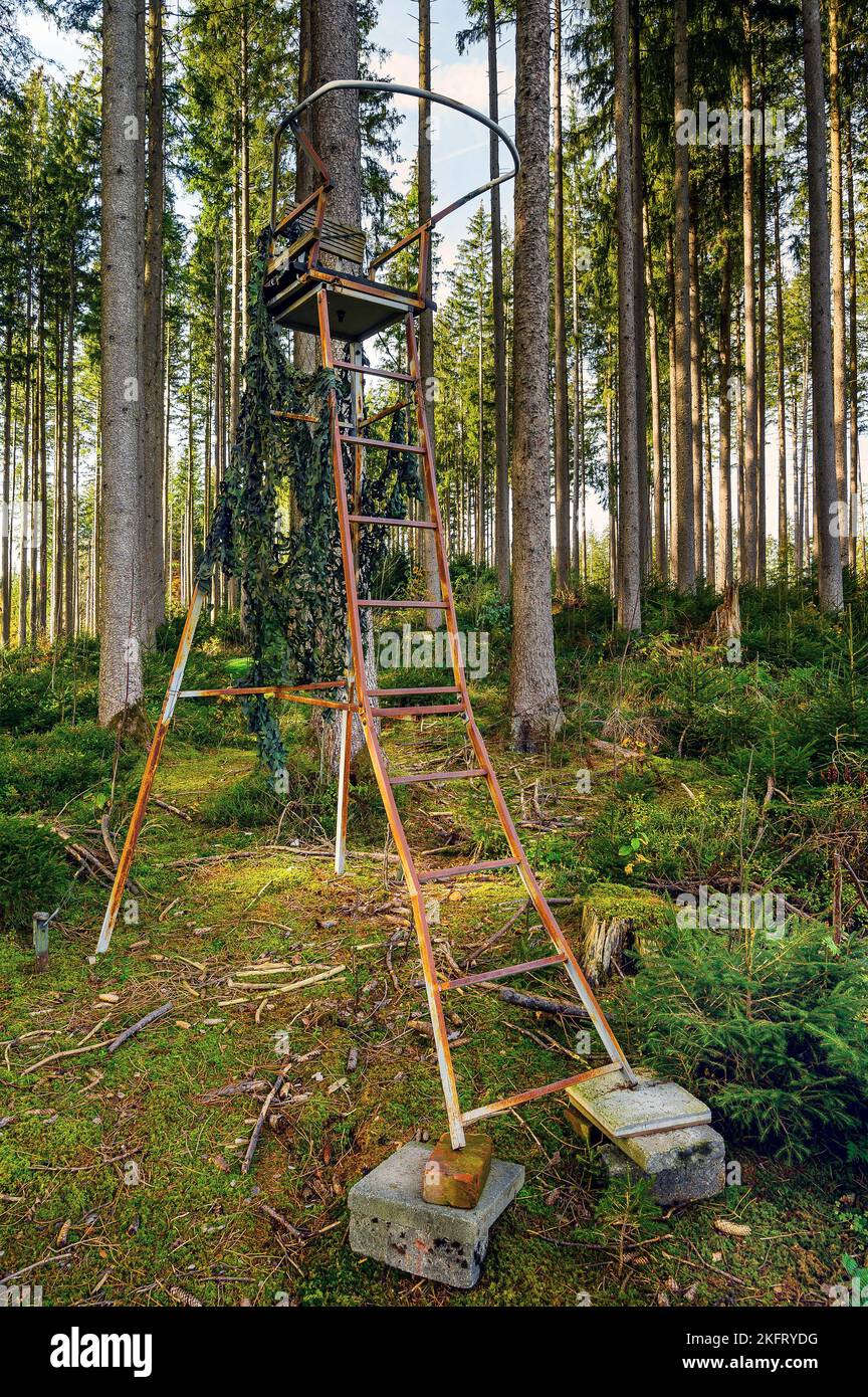 Commercial forest, pole forest, spruce (Picea), with improvised raised ...