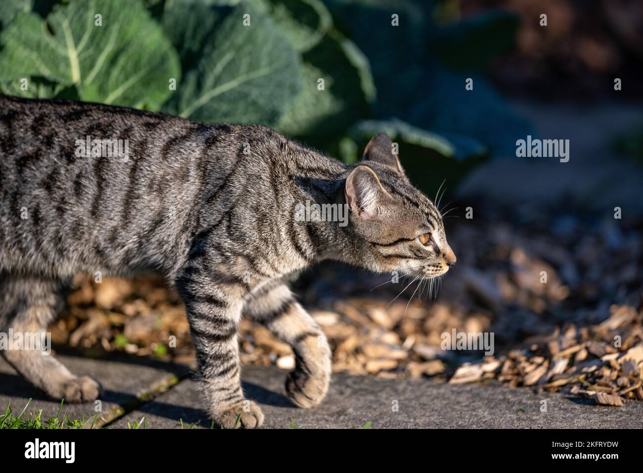 European domestic cat on the move in the vegetable garden in the ...
