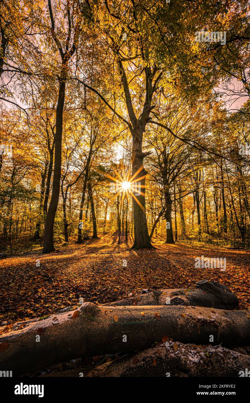 A sunstar at sunset in a deciduous forest in late autumn with colourful ...