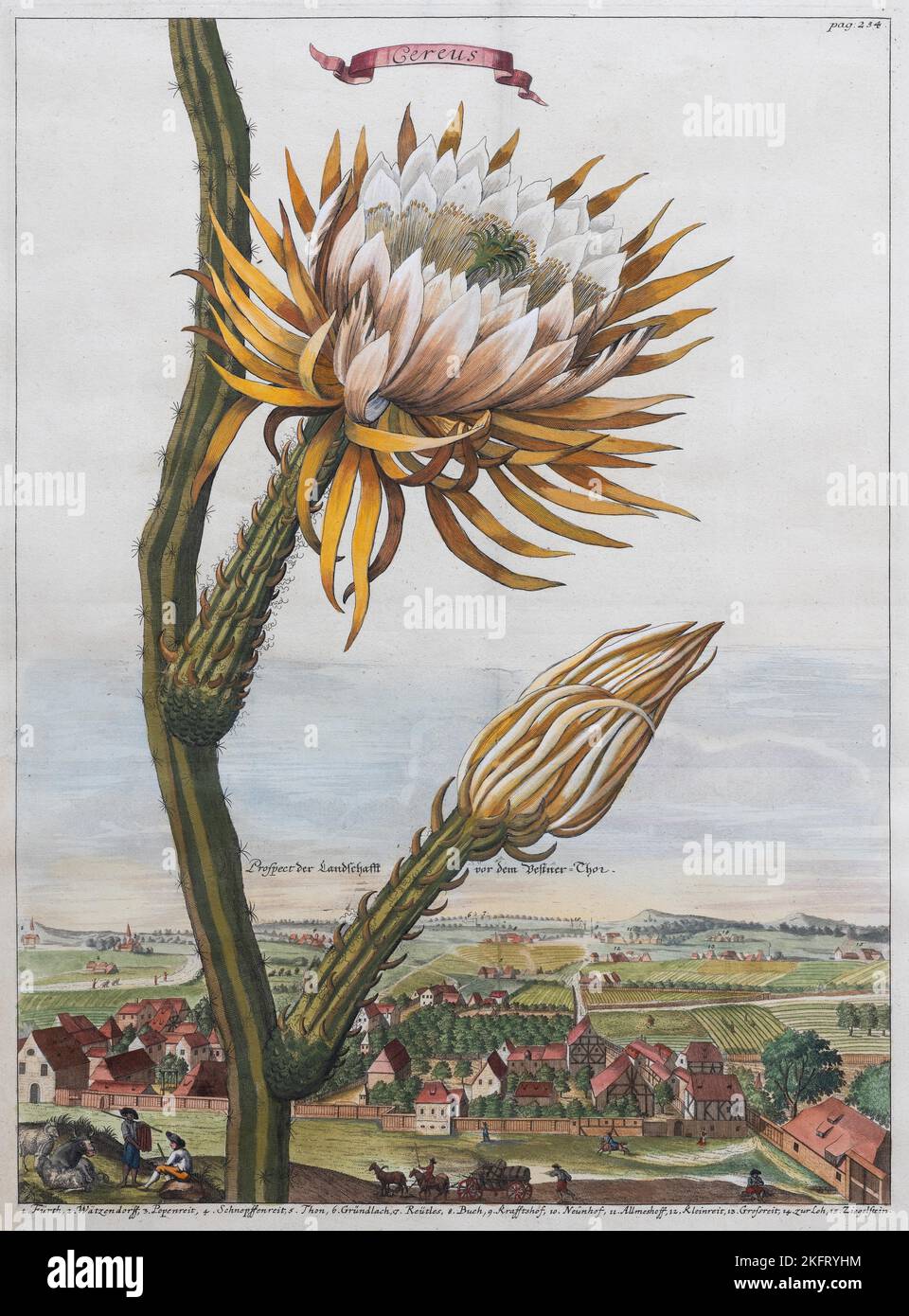 Columnar cactus (Cereus), hand-coloured copperplate engraving from ...