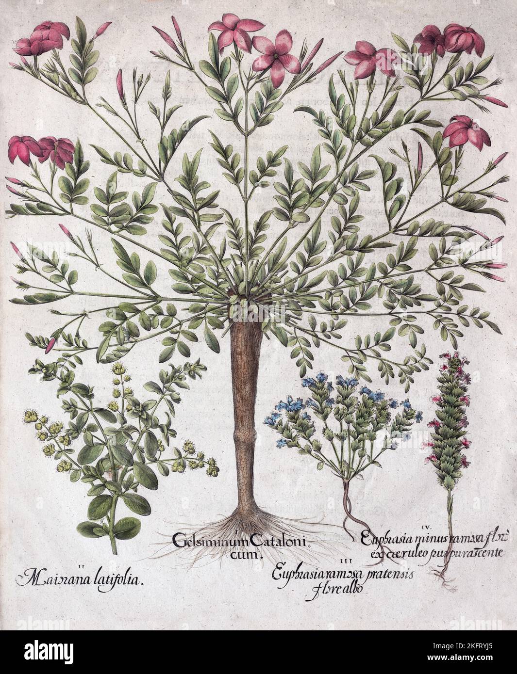 Spanish jasmine (Jasminum Grandiflorum), hand-coloured copper engraving ...