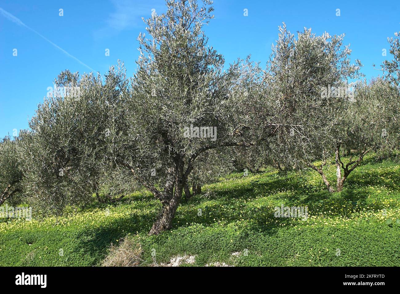 Olives (olivae), olive trees, olive tree filling format, green meadow ...
