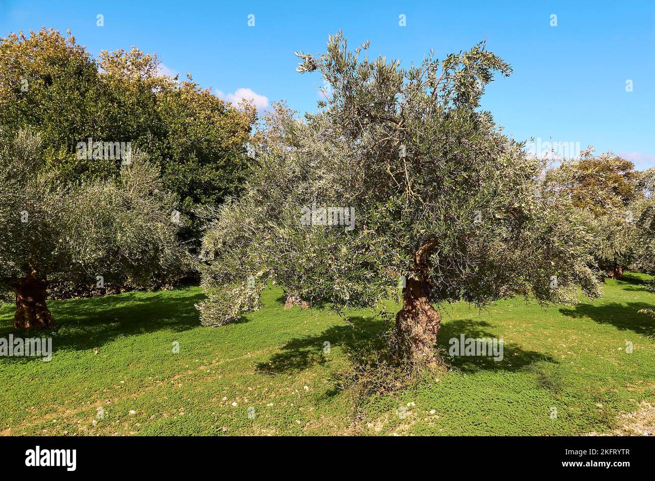 Olives (olivae), olive trees, green meadow, blue sky with white clouds ...