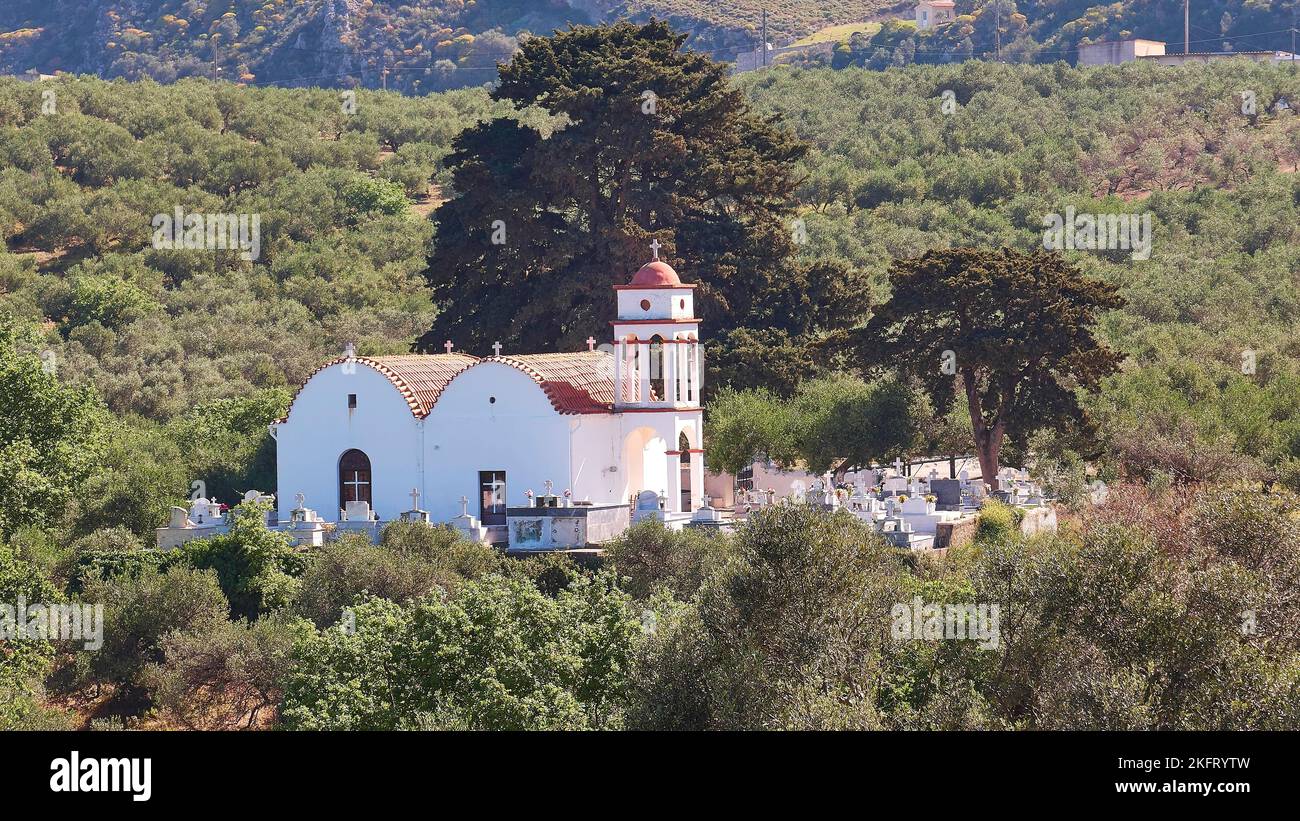 Olives (olivae), olive trees, church, red tiled roof, steeple, large ...