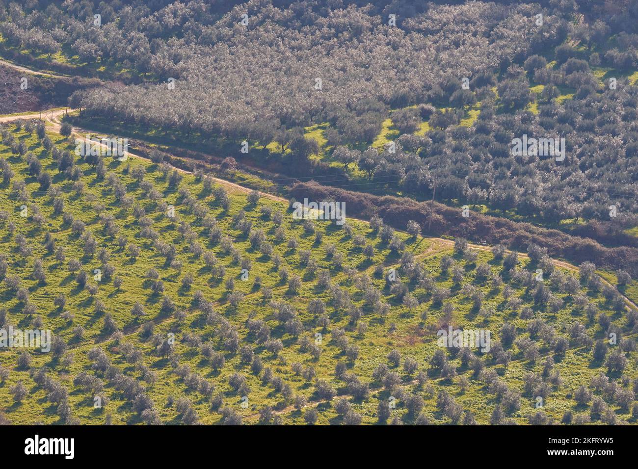 Olive grove, olive trees planted symmetrically, green meadow, island of ...