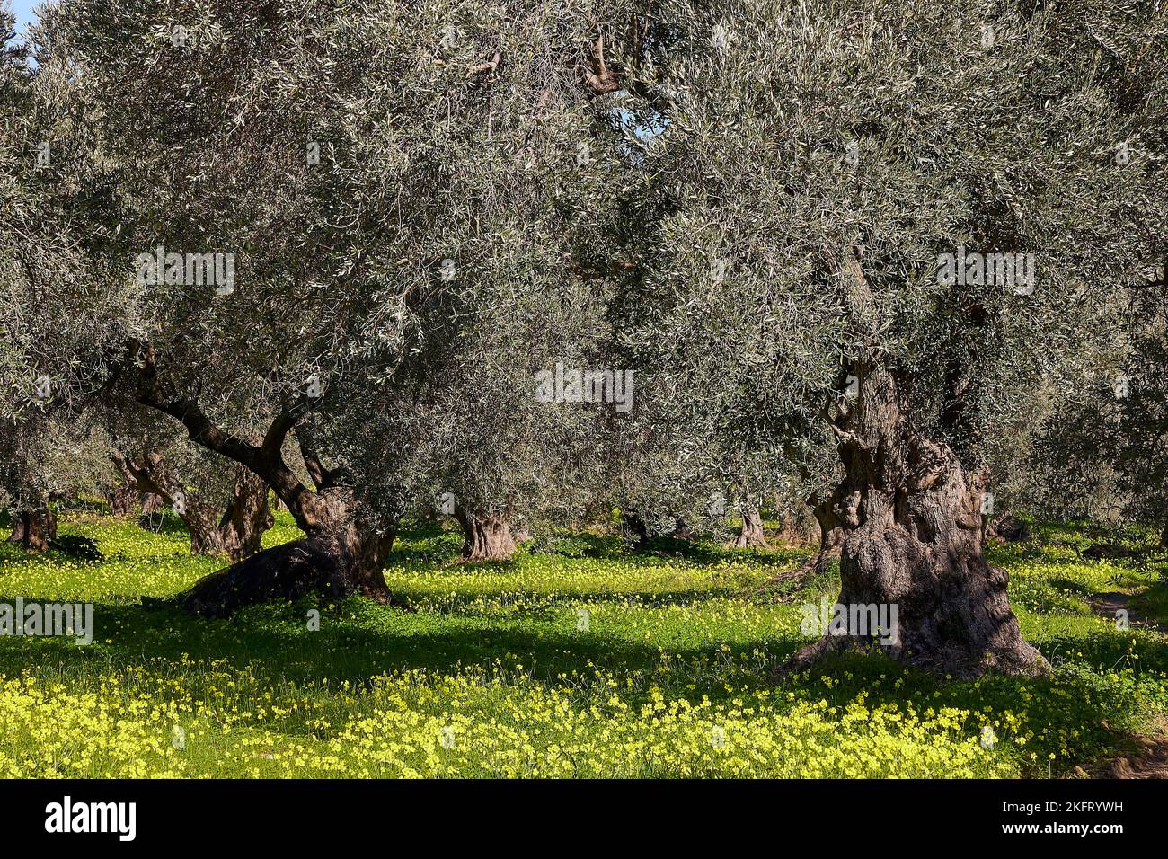 Olives (olivae), olive trees, green meadow, yellow flowers, central ...