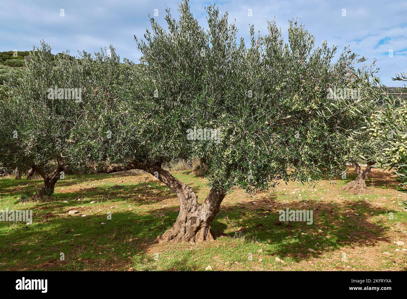 Olives (olivae), olive trees, single olive tree, green meadow, blue sky ...
