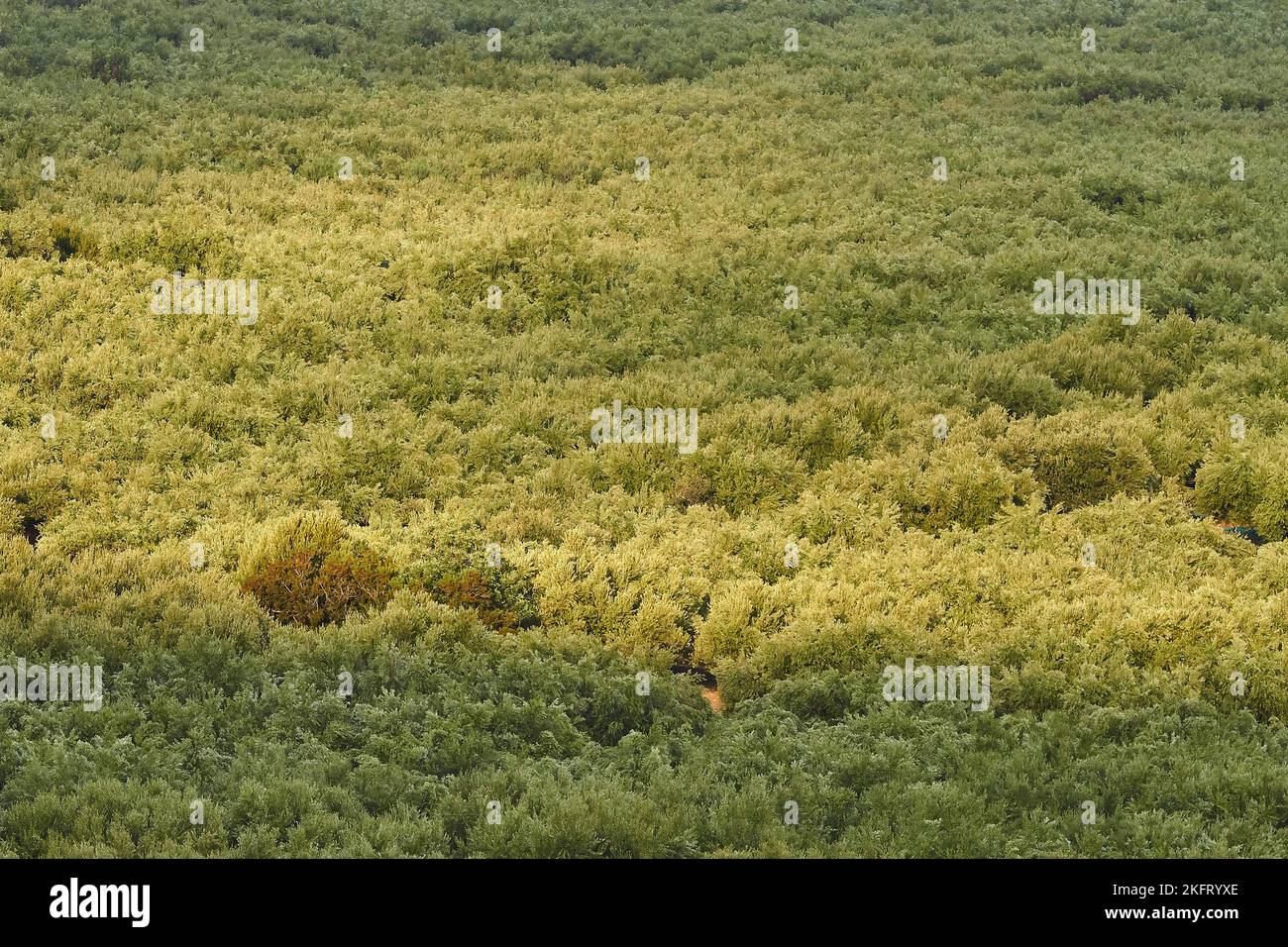 Dense olive grove from above, light and shadow, Falassarna, West Crete ...