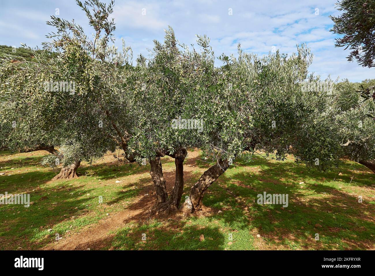 Olives (olivae), olive trees, single olive tree, green meadow, blue sky ...