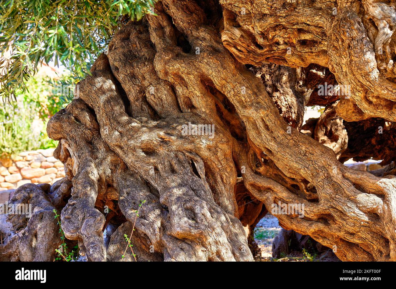Olives (olivae), olive tree trunk, gnarled bark, oldest olive tree in ...