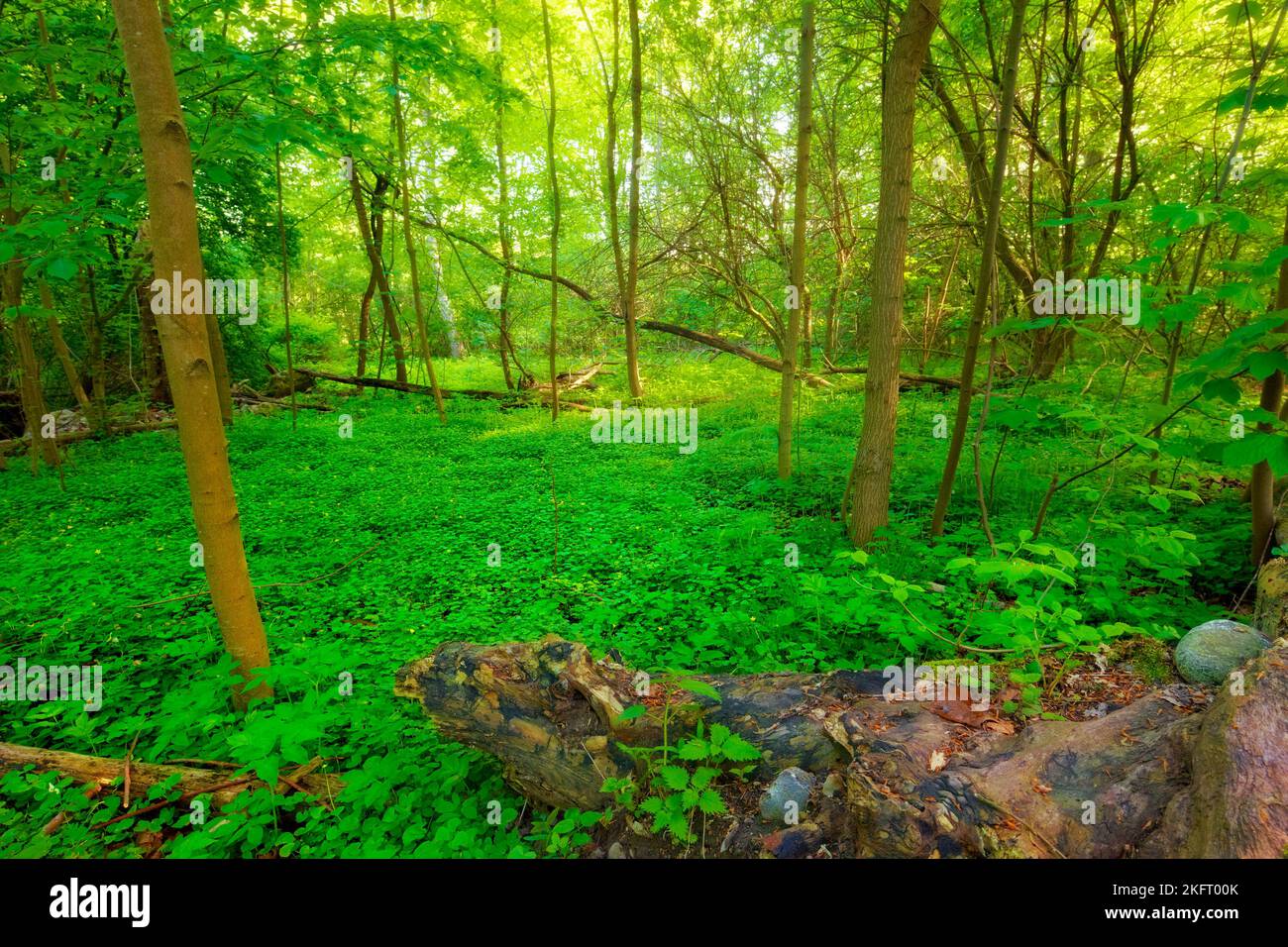 Lush forest in the spring. A very sharp and detailed photo of the ...