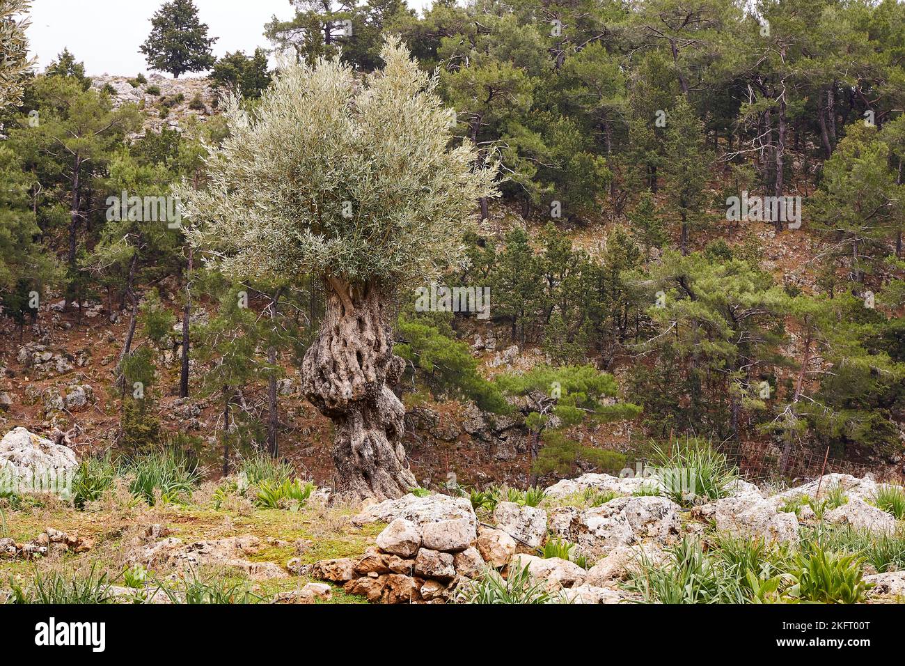 Olives (olivae), olive tree, gnarled, small, conifers, rocks, Aradhena ...