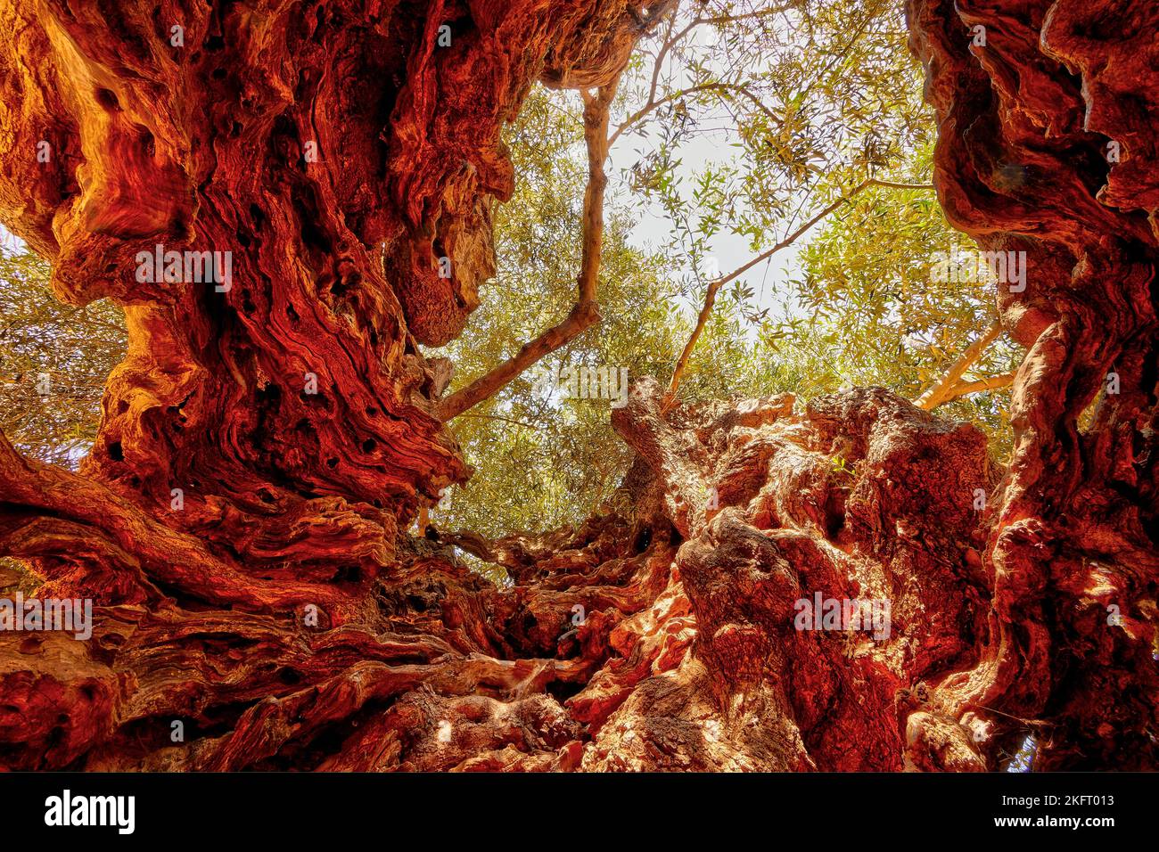 Olives (olivae), hollow trunk, gnarled, view upwards, oldest olive tree ...