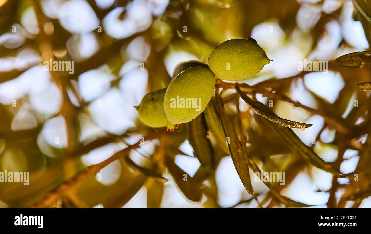 Olives (olivae), green olives on tree, macro, oldest olive tree in ...