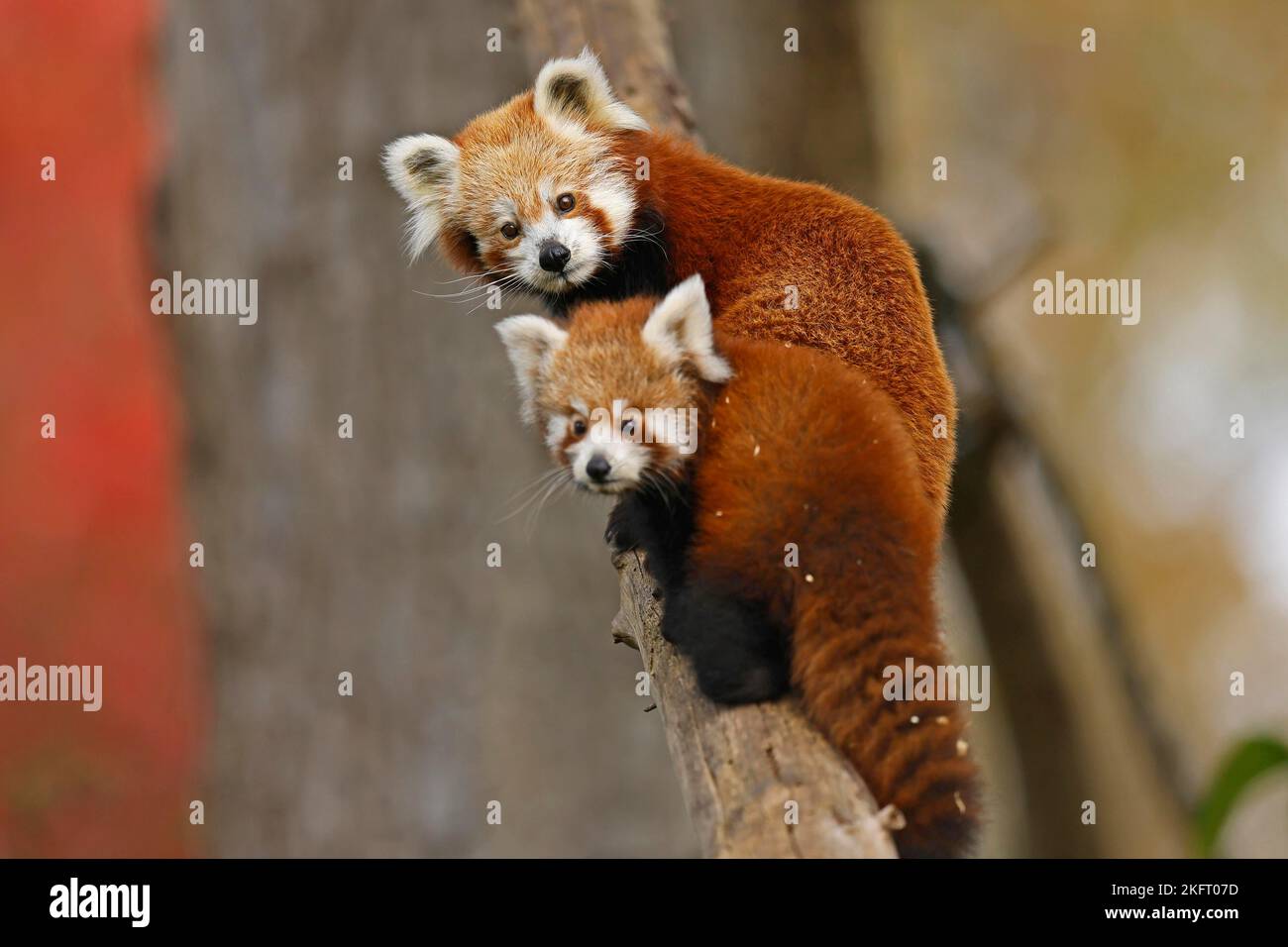 Red panda (Ailurus fulgens fulgens) Old animal with young on a tree ...