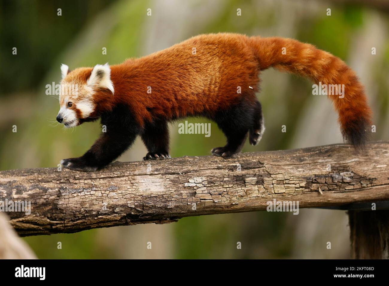 Red panda (Ailurus fulgens fulgens) on a tree trunk Stock Photo - Alamy