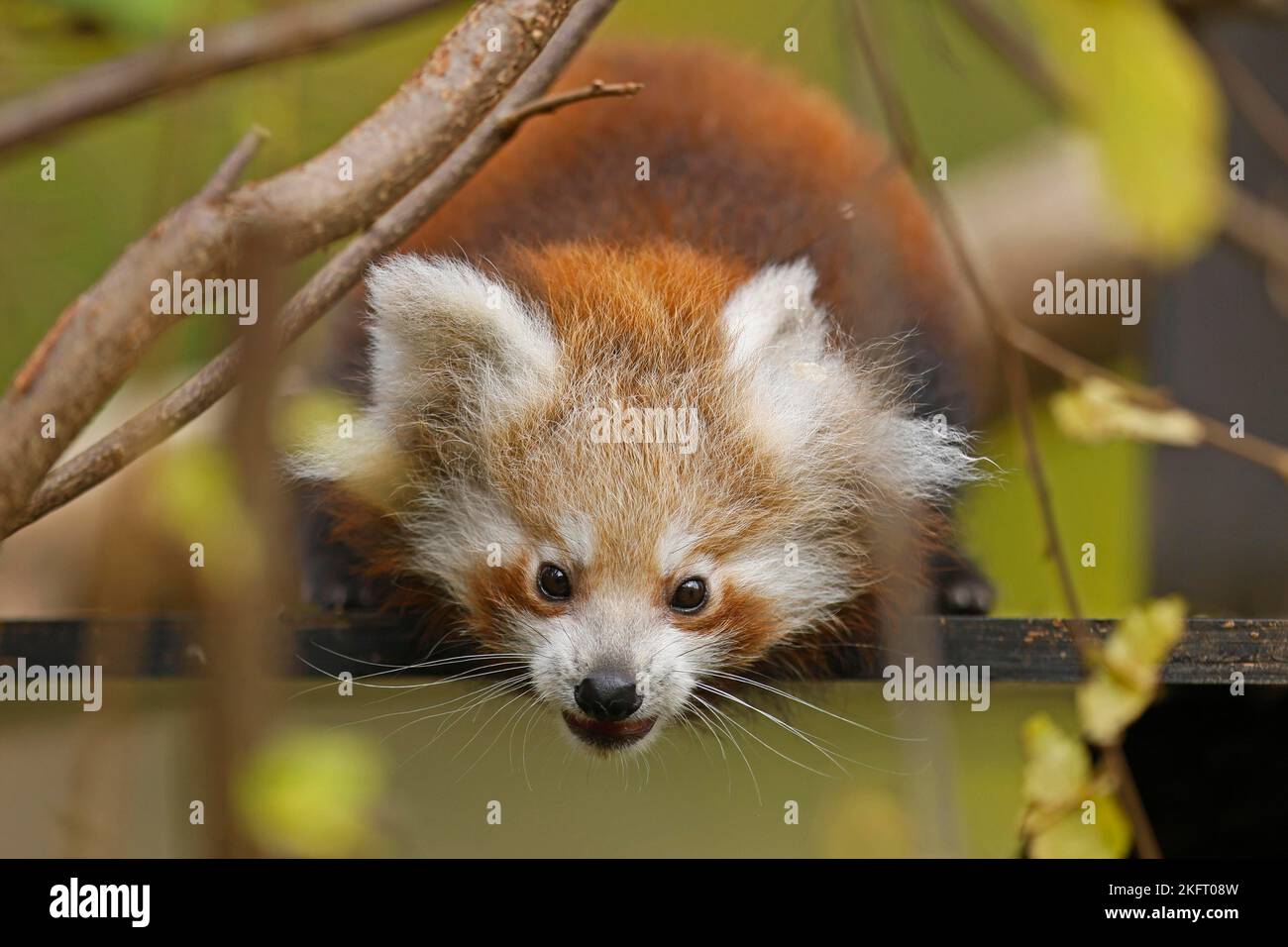 Red panda (Ailurus fulgens fulgens) young, animal portrait Stock Photo ...