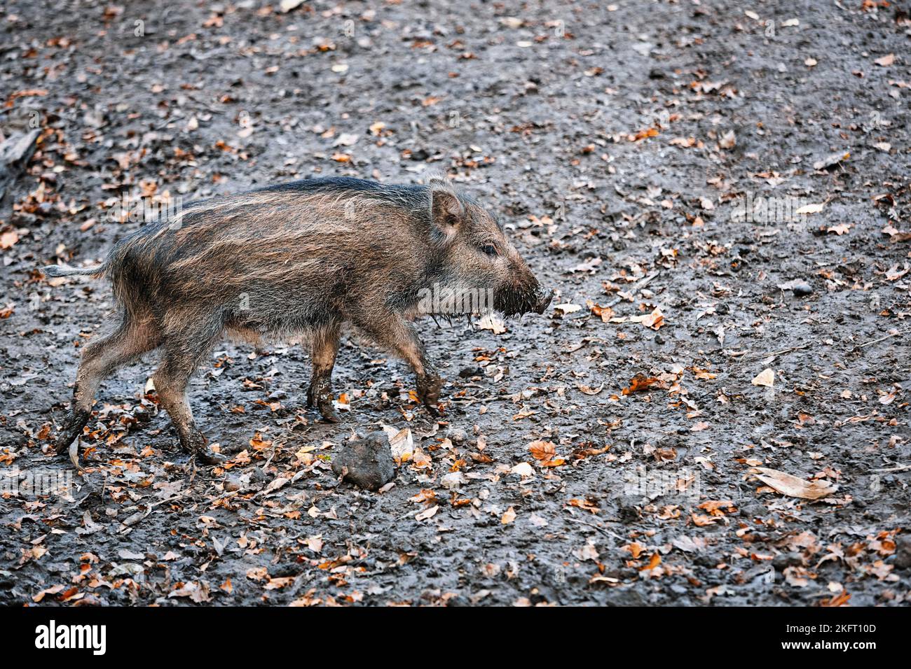 Bison enclosure hi-res stock photography and images - Alamy