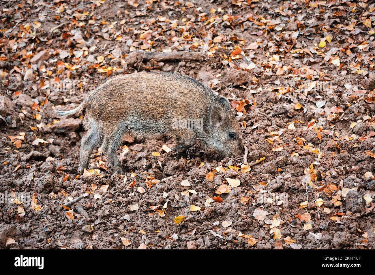 Bison enclosure hi-res stock photography and images - Alamy