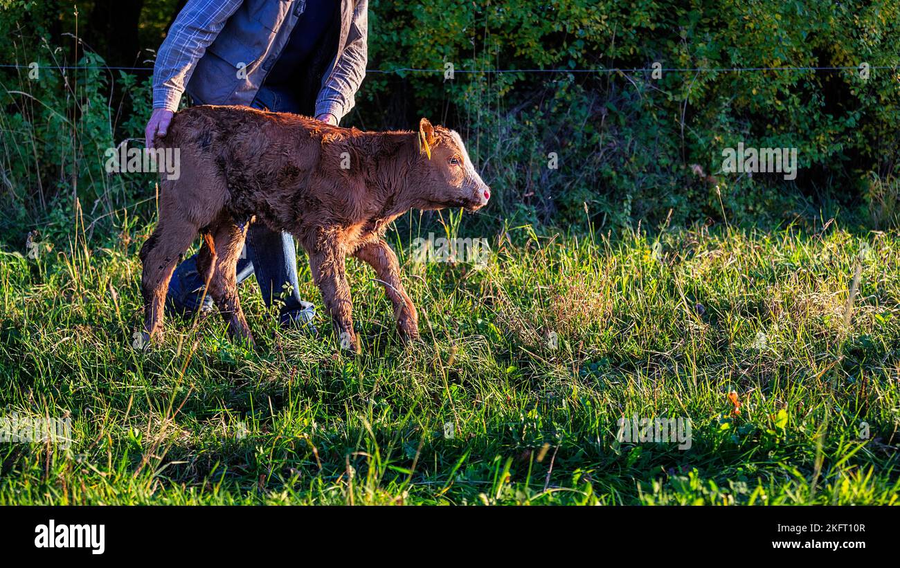 Newborn calf of a cow goes to the meadow, gets support, grazing ...