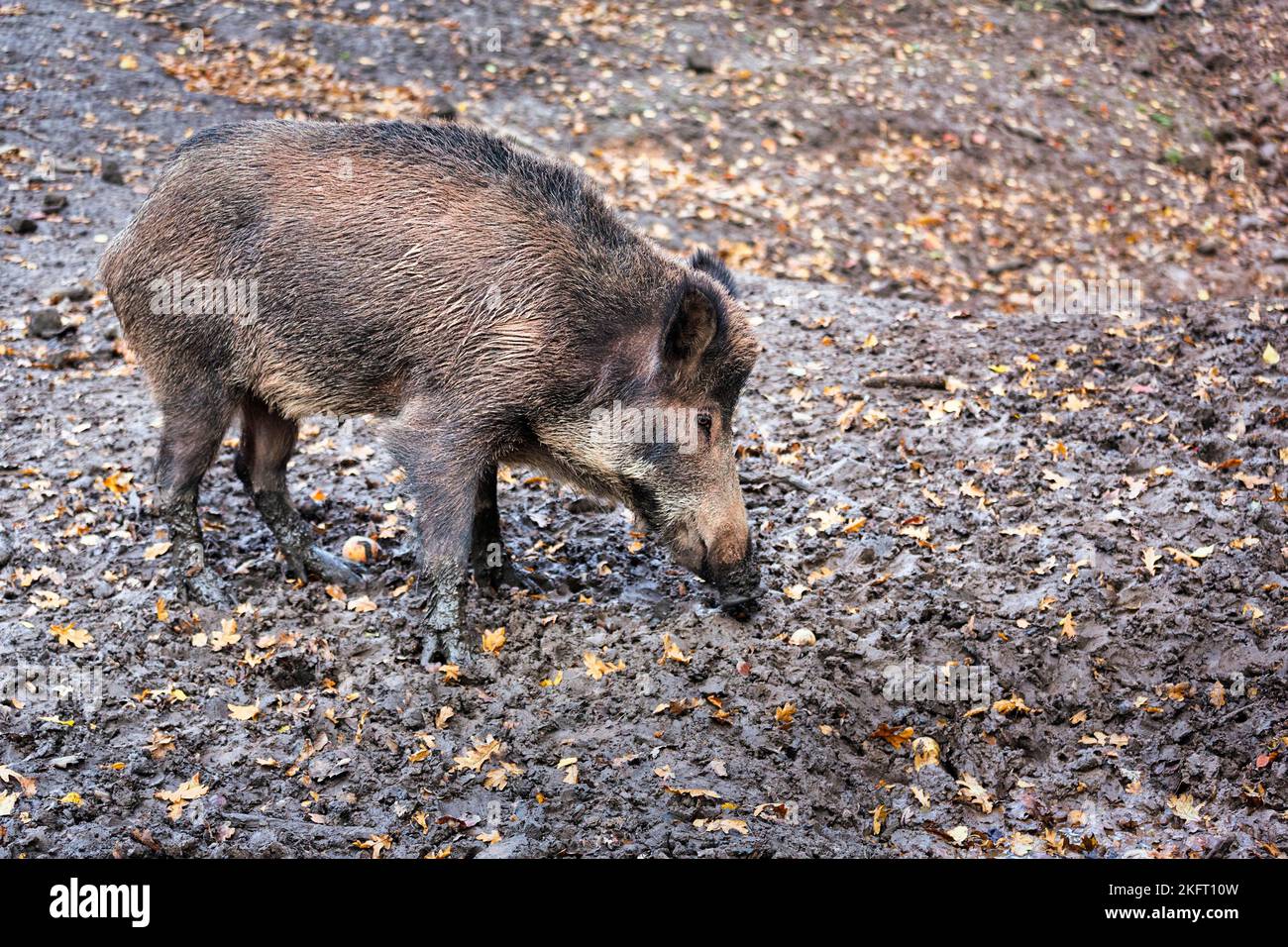 Bison enclosure hi-res stock photography and images - Alamy