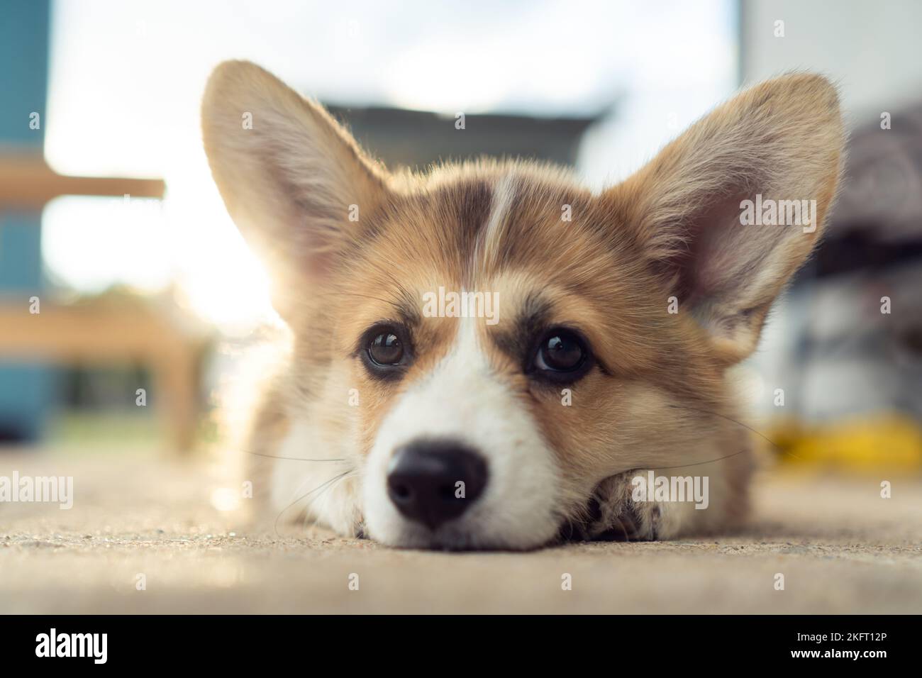 Portrait of sweet welsh pembroke corgi puppy pet lying on concrete ...