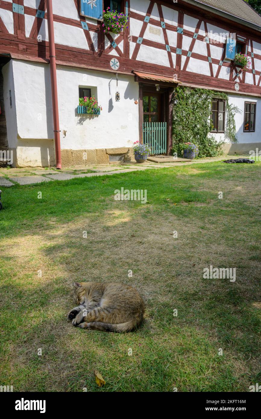 Czech cat hi-res stock photography and images - Alamy