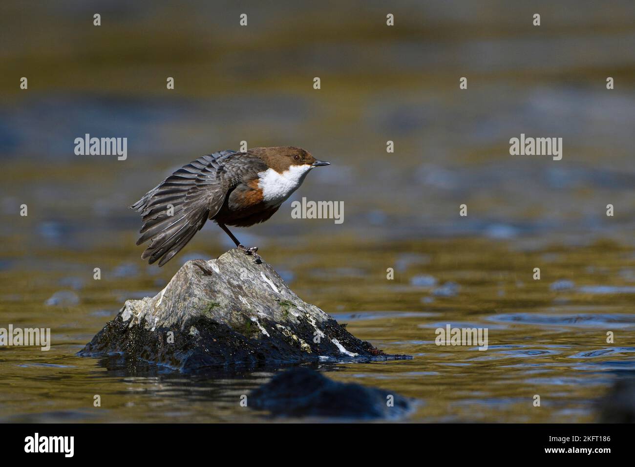 Bird wing display hi-res stock photography and images - Alamy