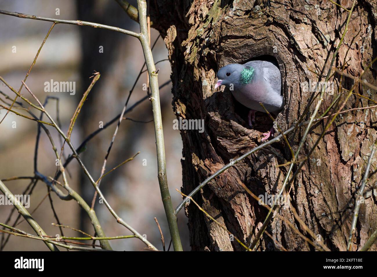 Stock Dove (Columba oenas), adult bird, mating season, looking out of ...