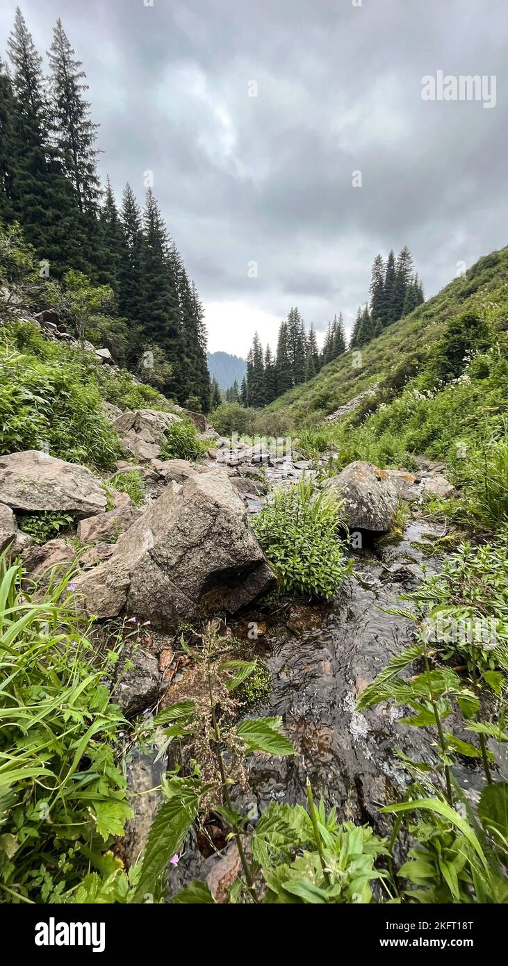 rocky mountain landscape with trees, rocks and a mountain river Stock ...