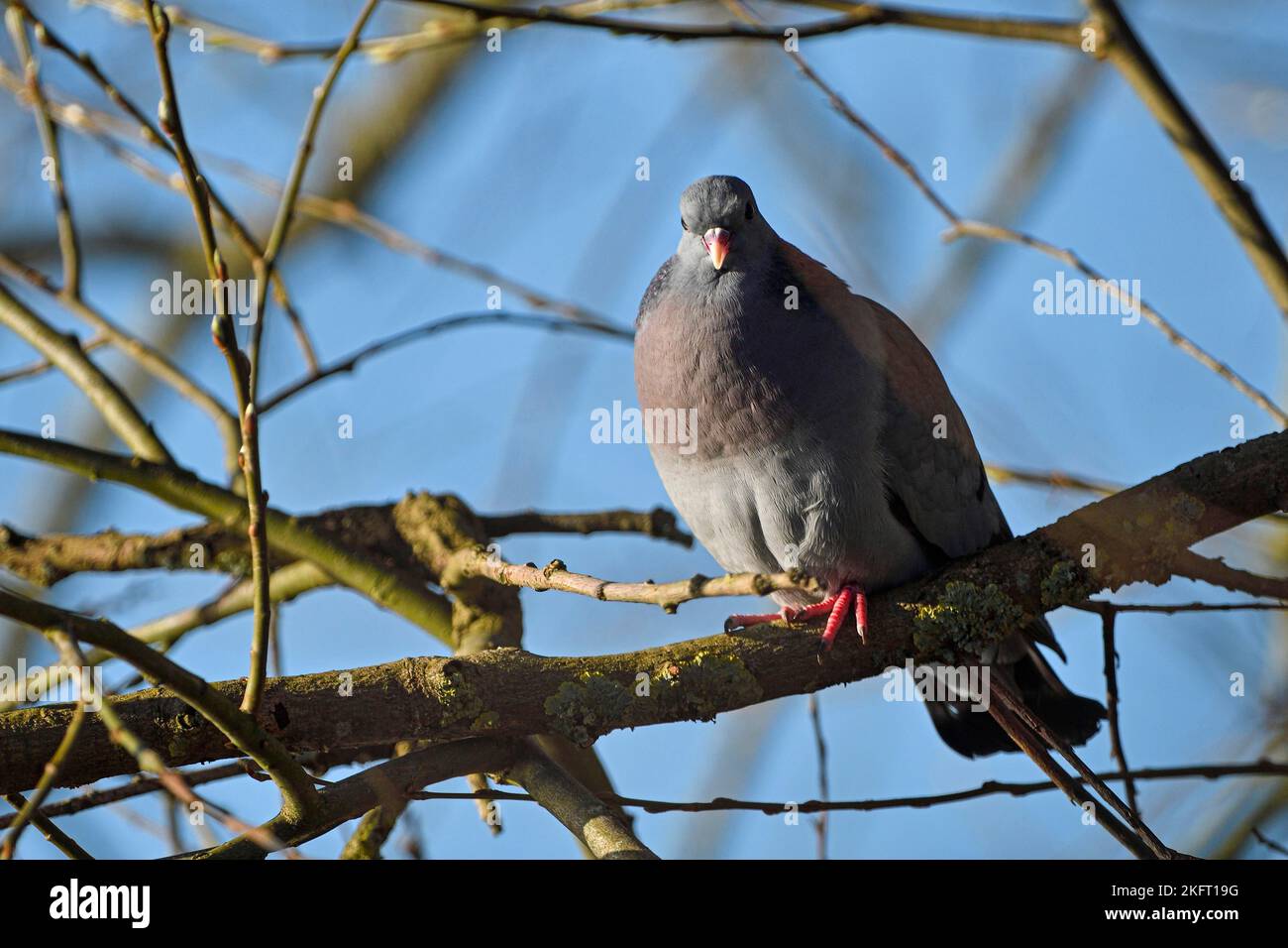 Stock dove mating hi-res stock photography and images - Alamy