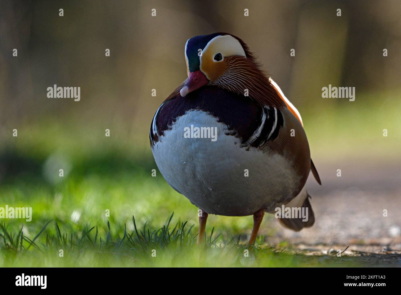 Mandarin Duck (Aix galericulata), drake in mating dress, Heiligenhaus ...