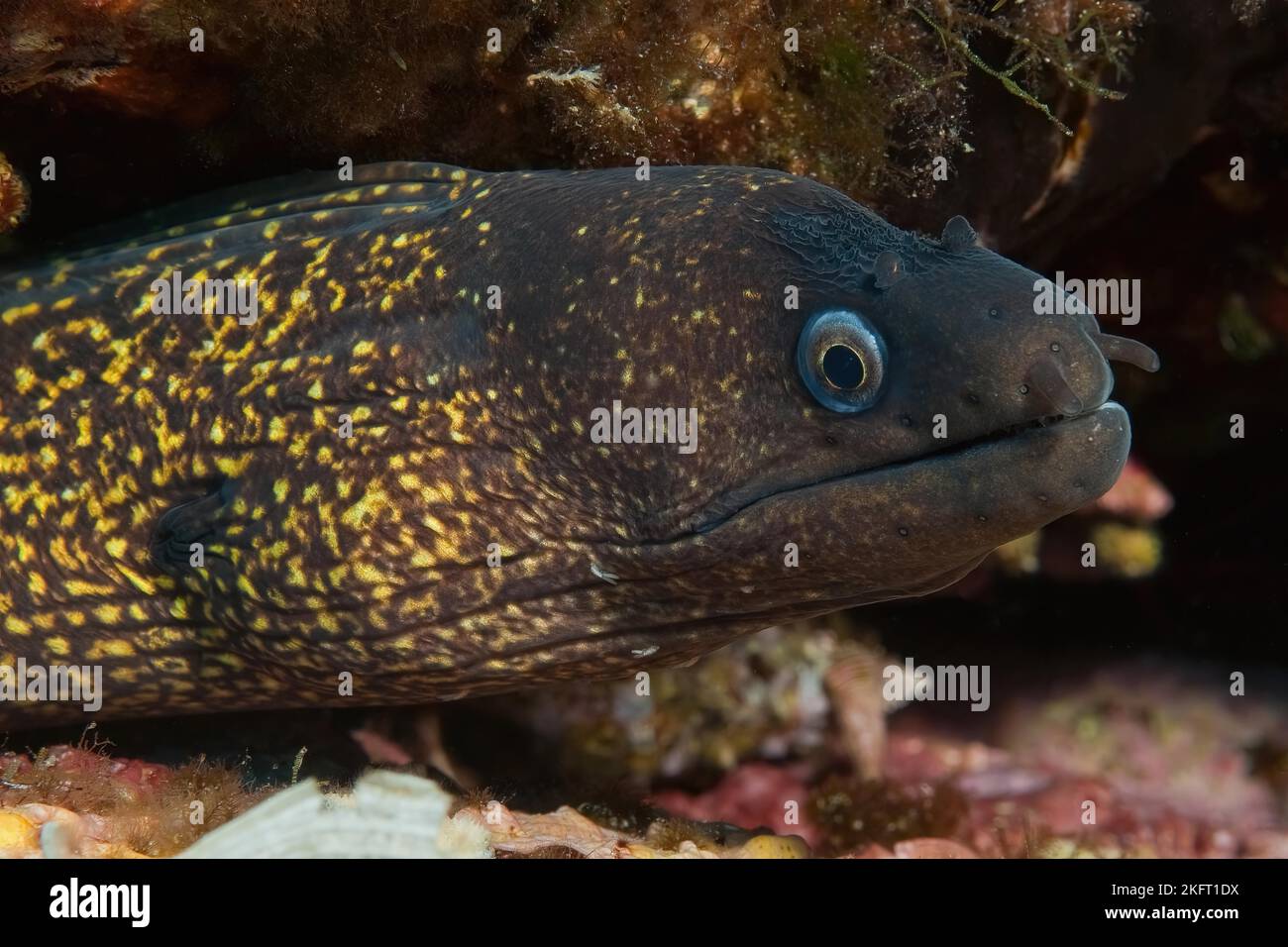 Mediterranean moray (Muraena helena) Mediterranean moray eel ...