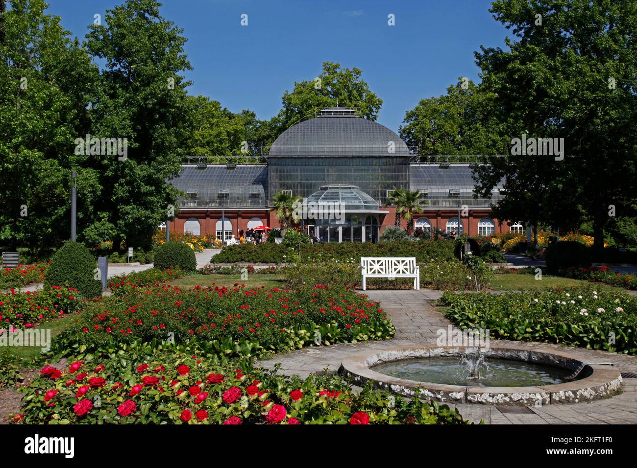 Palmengarten germany rose hi-res stock photography and images - Alamy