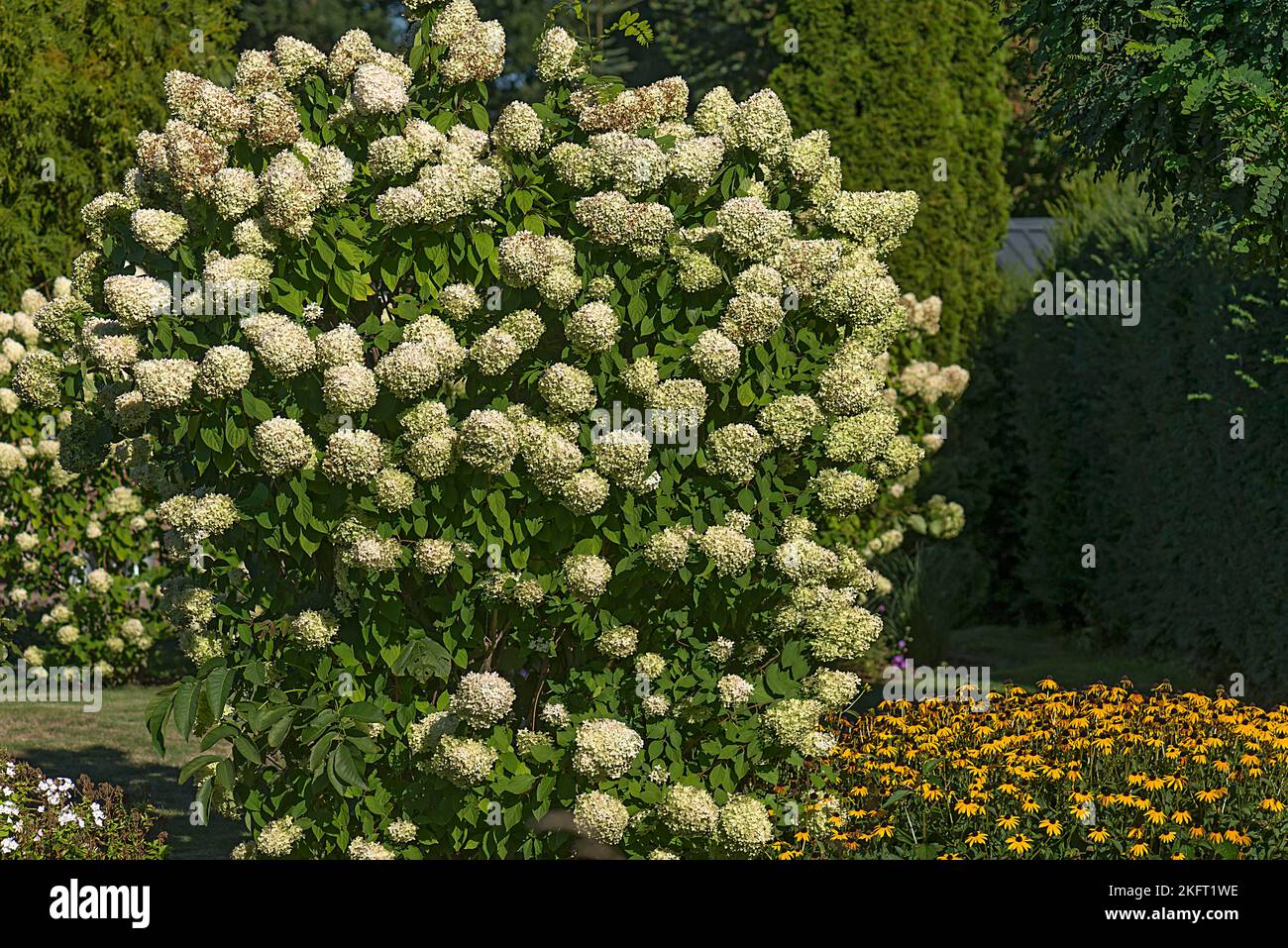 Flowering hortensias (Hydrangea), Bavaria, Germany, Europe Stock Photo ...