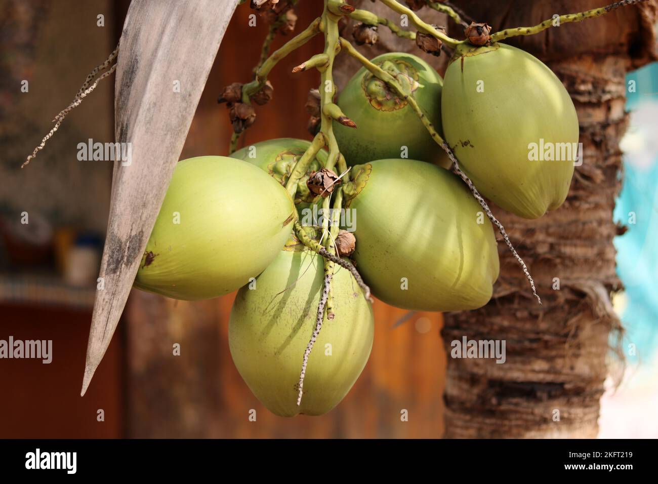 Green coconuts growing on coconut palm (Cocos nucifera), Minas Gerais ...