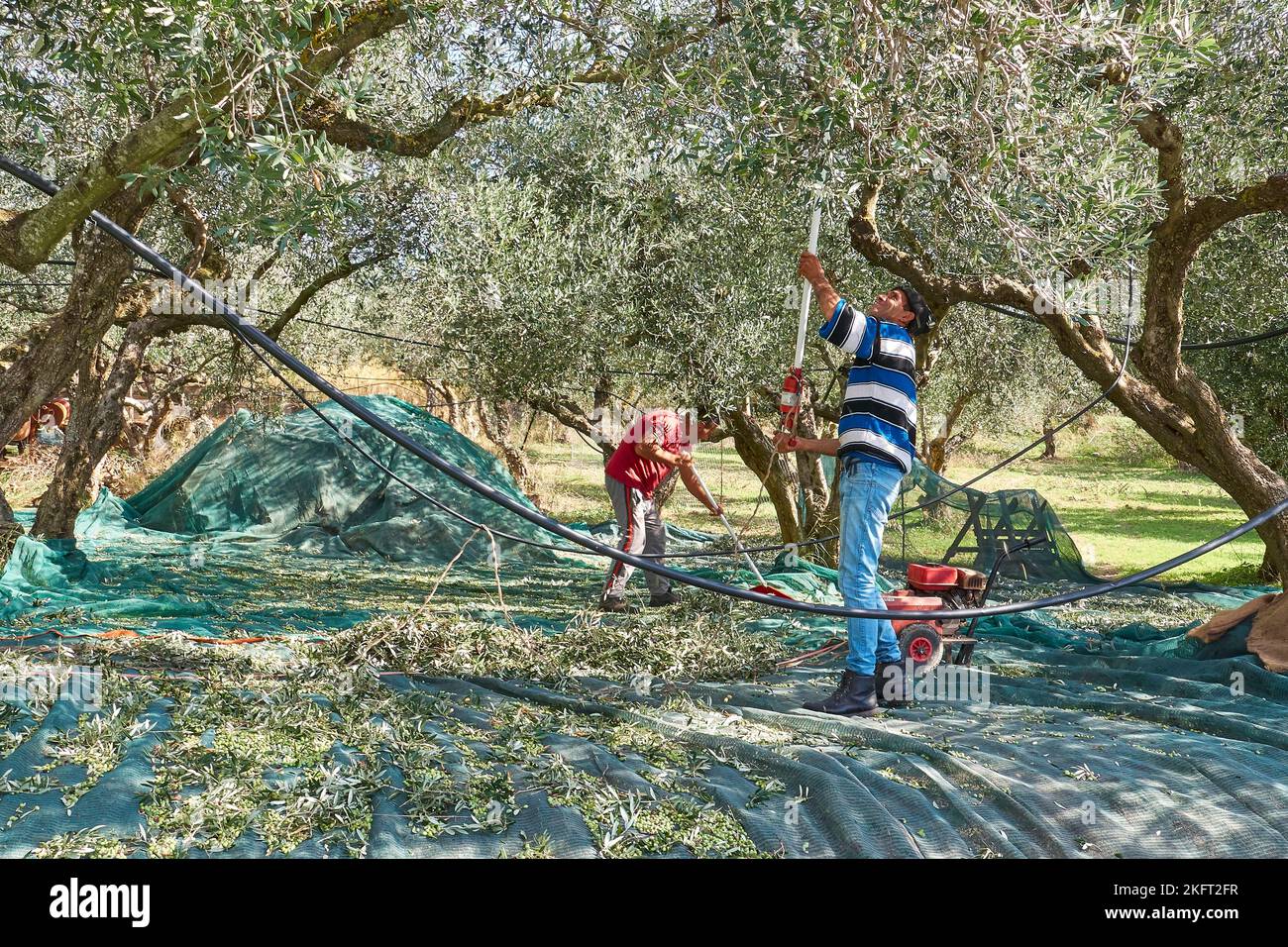 Olives (olivae), olive harvest, harvesting tools, West Crete, island of ...