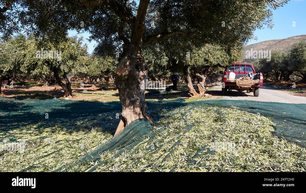 Olives (olivae), olive harvest, harvested olives, green net, soil, red ...