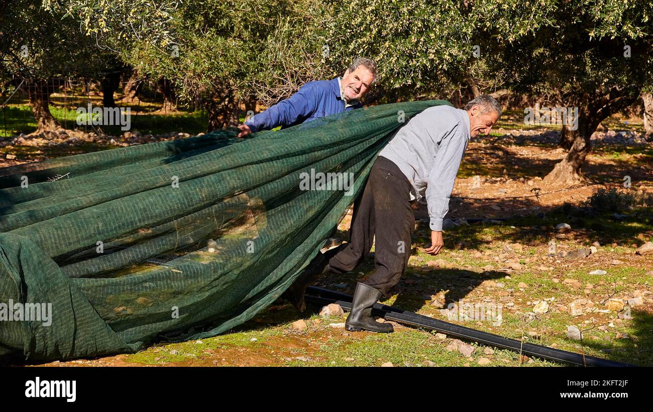 Olives (olivae), olive harvest, green net, two workers, pulling net ...