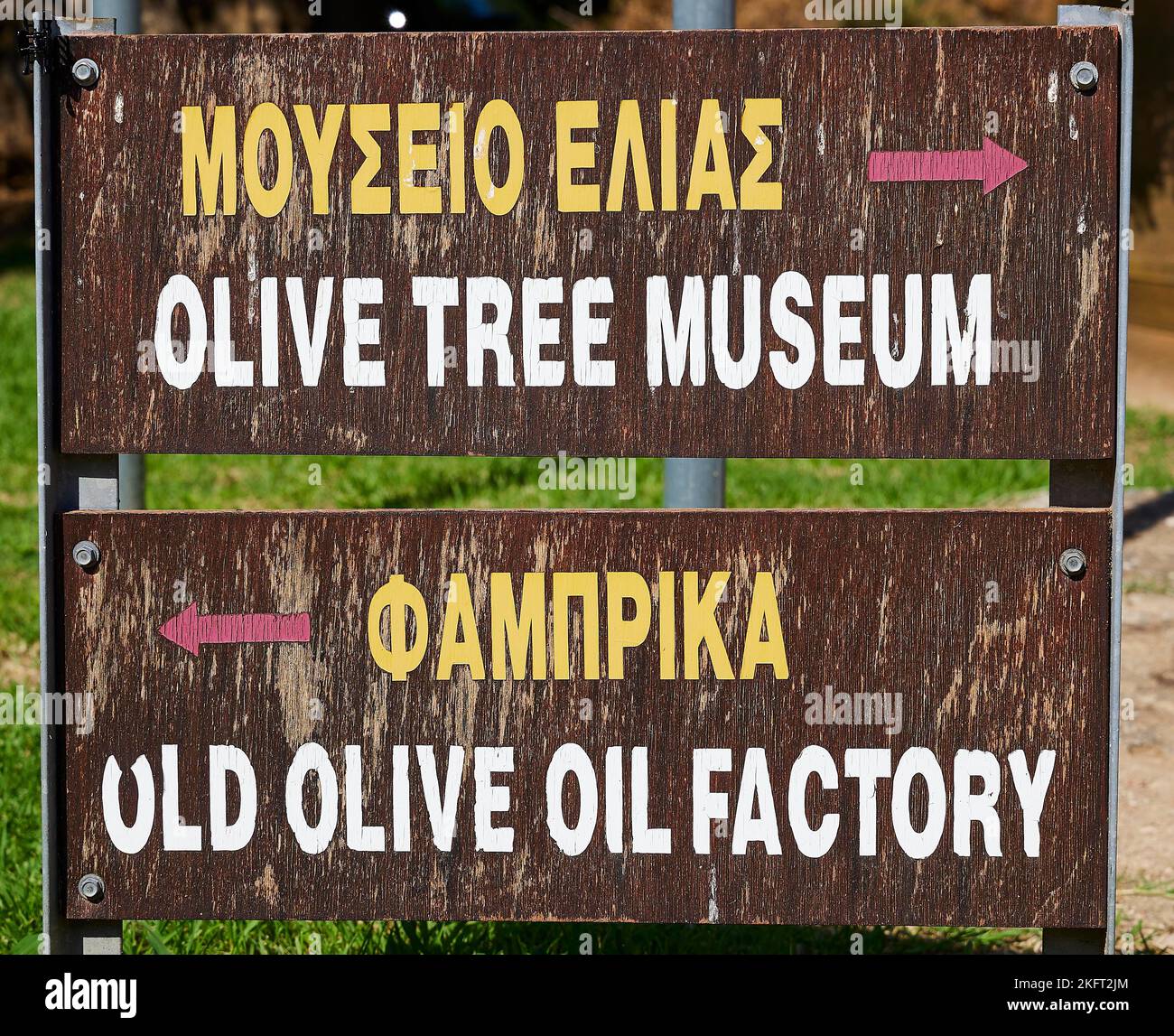 Olives (olivae), Olive Tree Museum sign, oldest olive tree in Crete ...