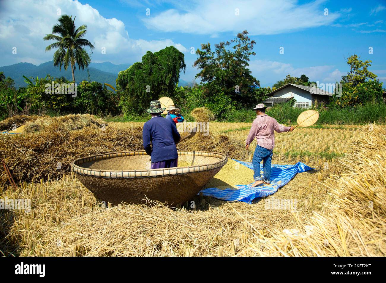 Rice farmers traditionally harvesting and threshing rice, Chiang Rai ...