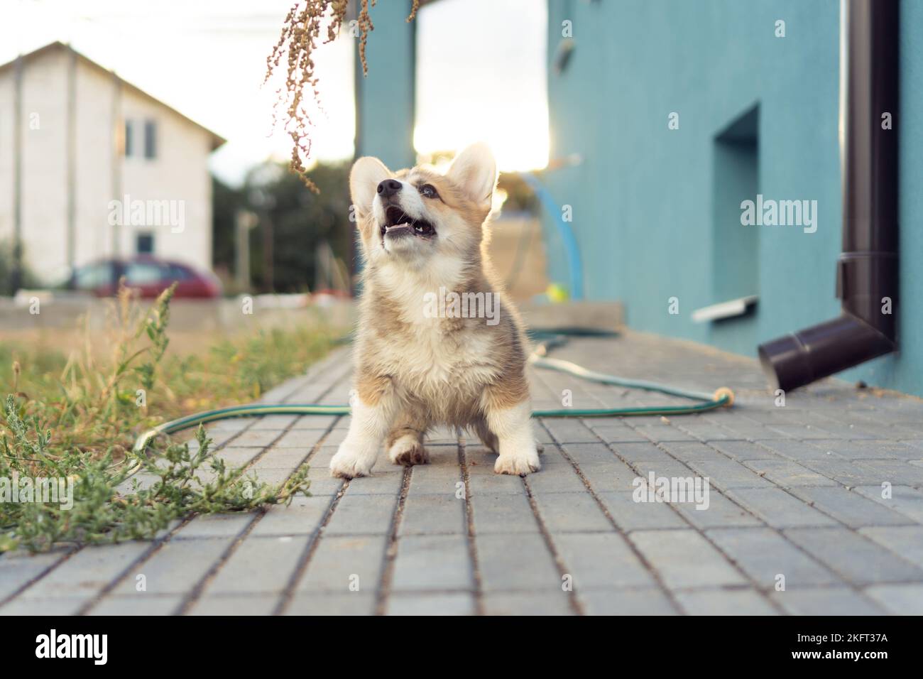 Portrait of adorable welsh pembroke corgi puppy standing on concrete ...